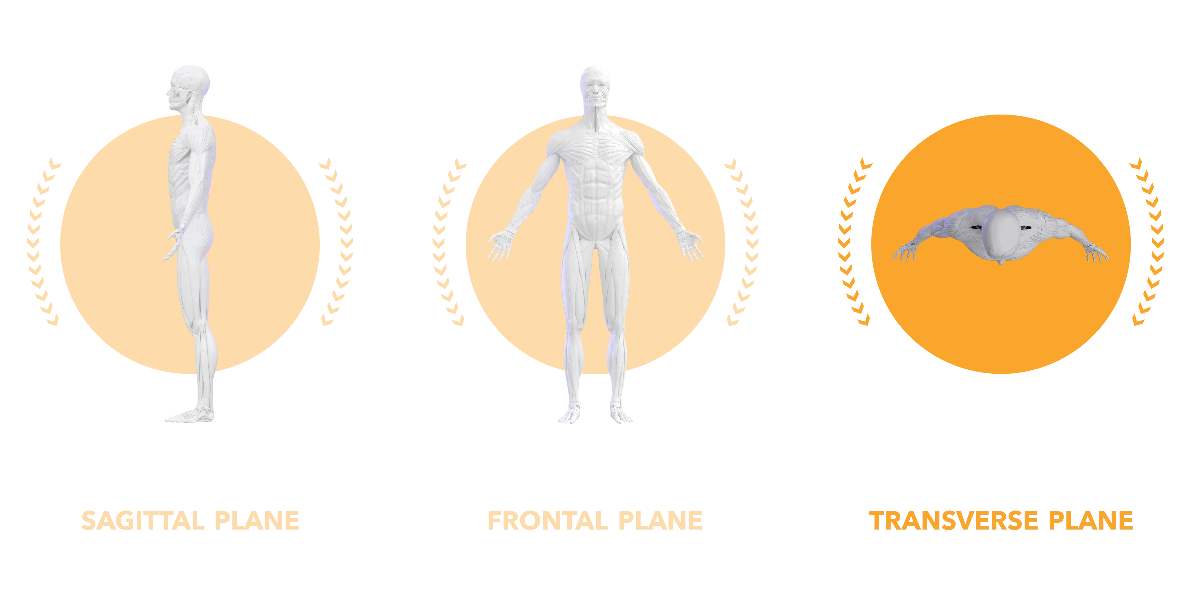 Chapter 3.3 The Transverse Plane